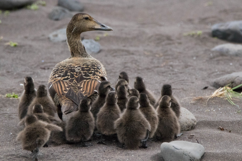 The Common Eider: a Bird of Uncommon Resilience | Icelandic Down