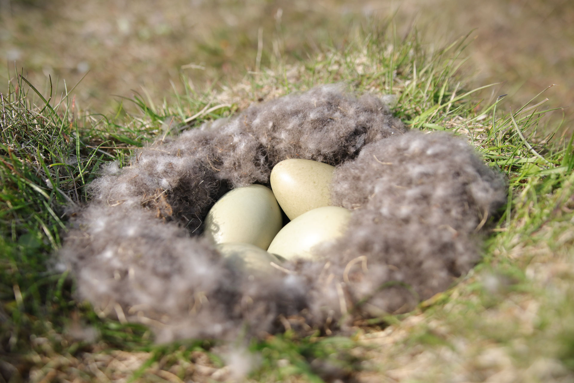 What Is Eiderdown? | Icelandic Down