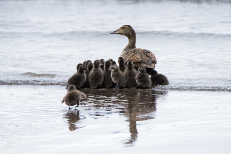 Goose Down vs. Eiderdown - Which Is Best for Comforters? | Icelandic Down