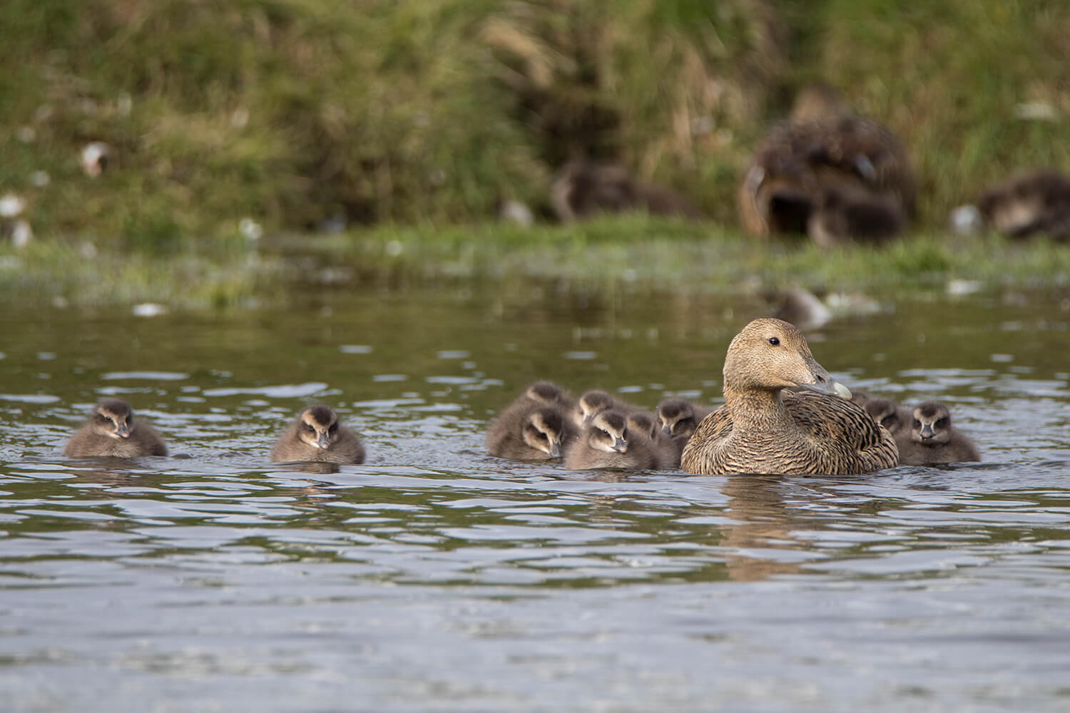 From Bird to Bed - The Complete Story of Our Eiderdown | Icelandic Down