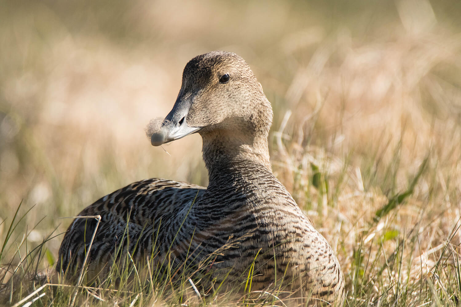 The Common Eider: a Bird of Uncommon Resilience | Icelandic Down